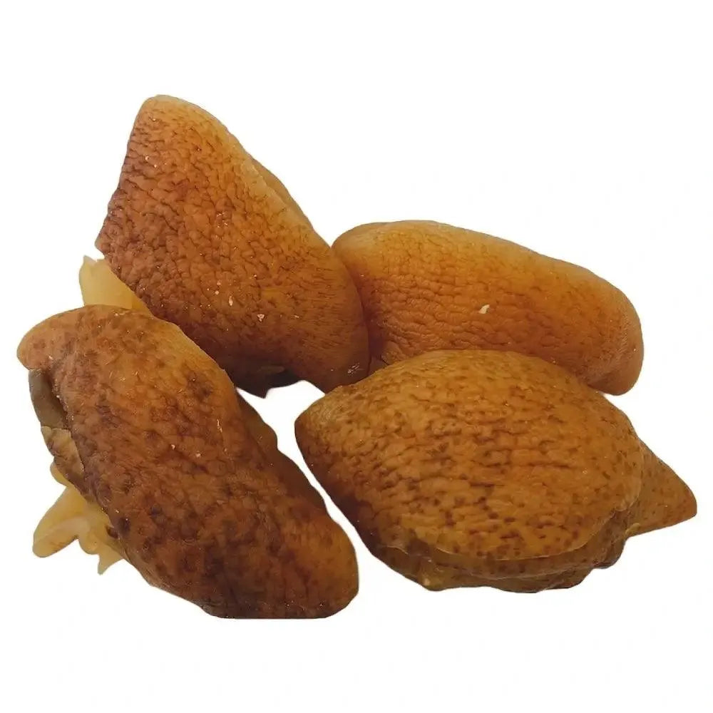 Large Fresh Dried Conch Meat (1LB) – New Green Nutrition